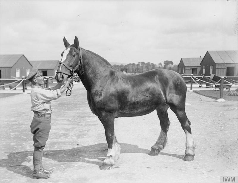 War Horse raises funds for threatened WW1 stables | First World War ...